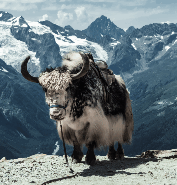 Yak Wolle: Das neue Must-have | positive Eigenschaften | yarni.ch